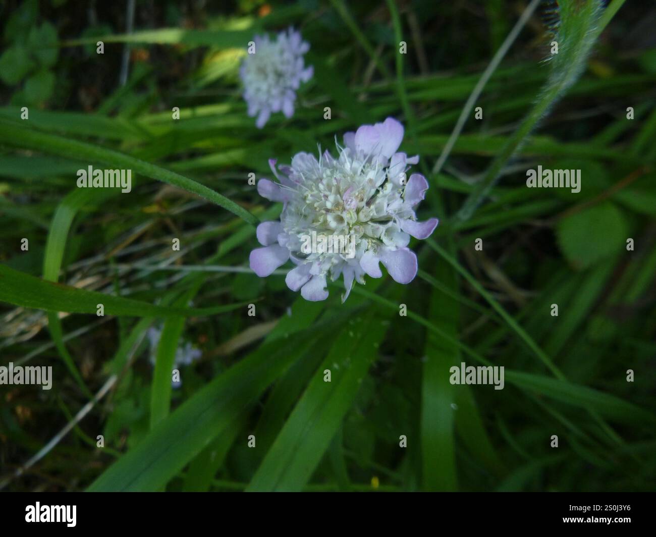 Small Scabious (Scabiosa columbaria Stock Photo - Alamy