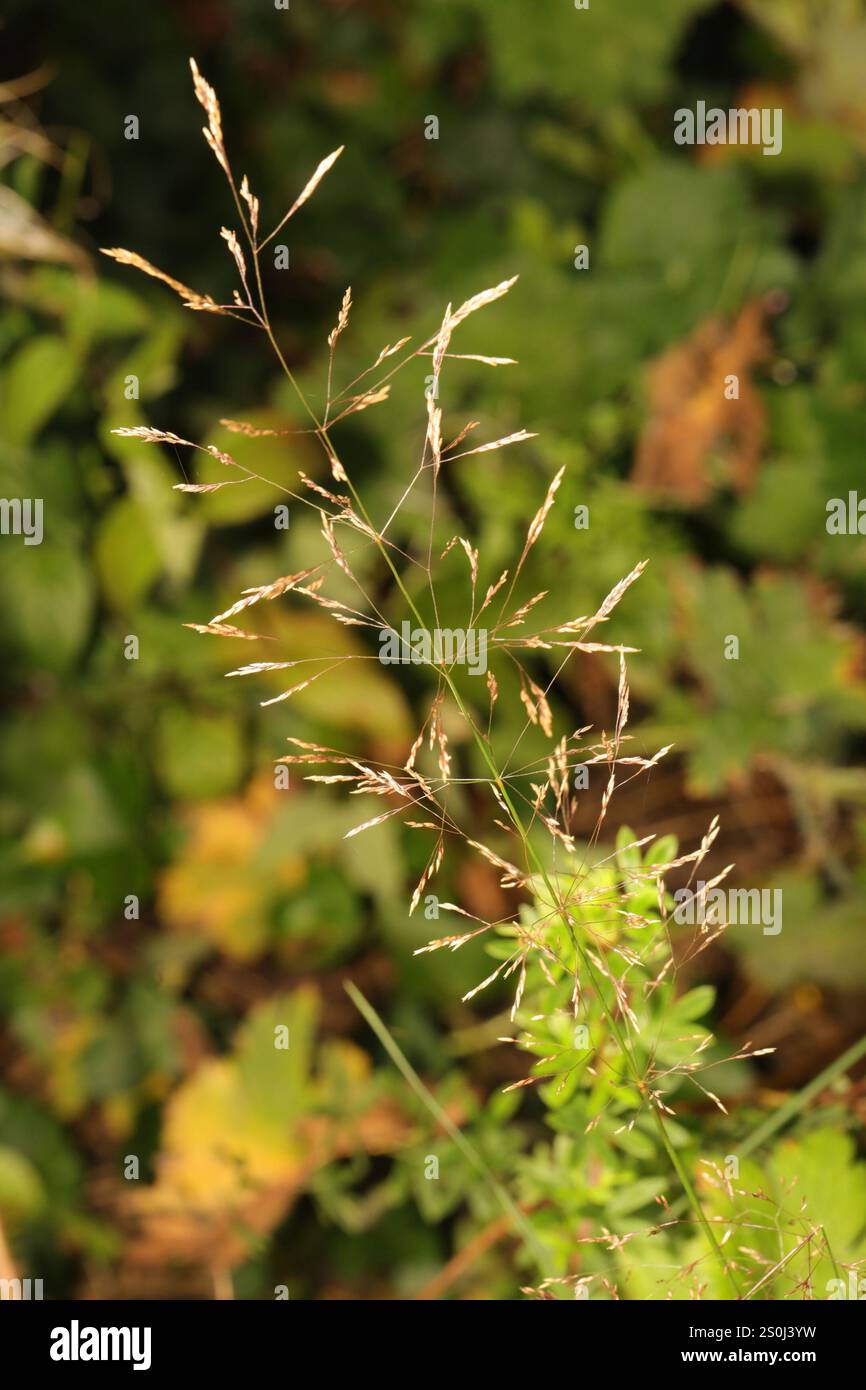 colonial bent (Agrostis capillaris Stock Photo - Alamy