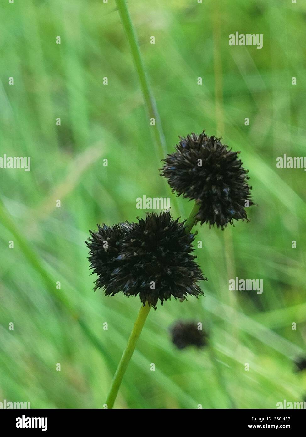 Panicled Bulrush (Scirpus microcarpus Stock Photo - Alamy