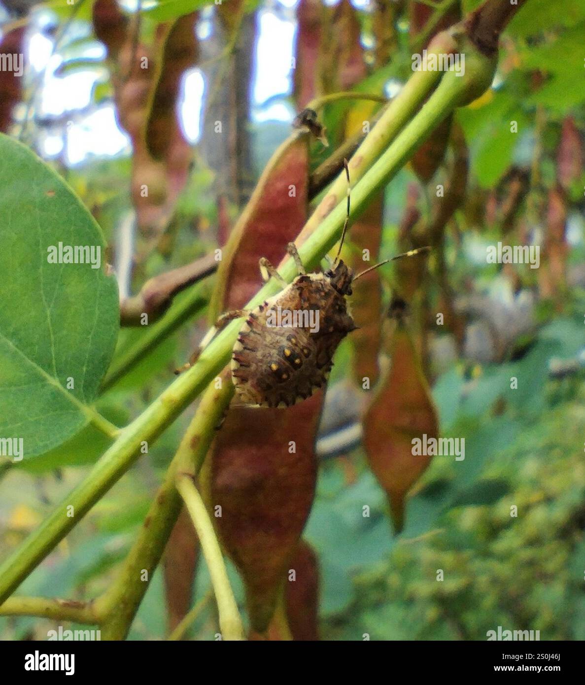 Brown Marmorated Stink Bug (Halyomorpha halys Stock Photo - Alamy