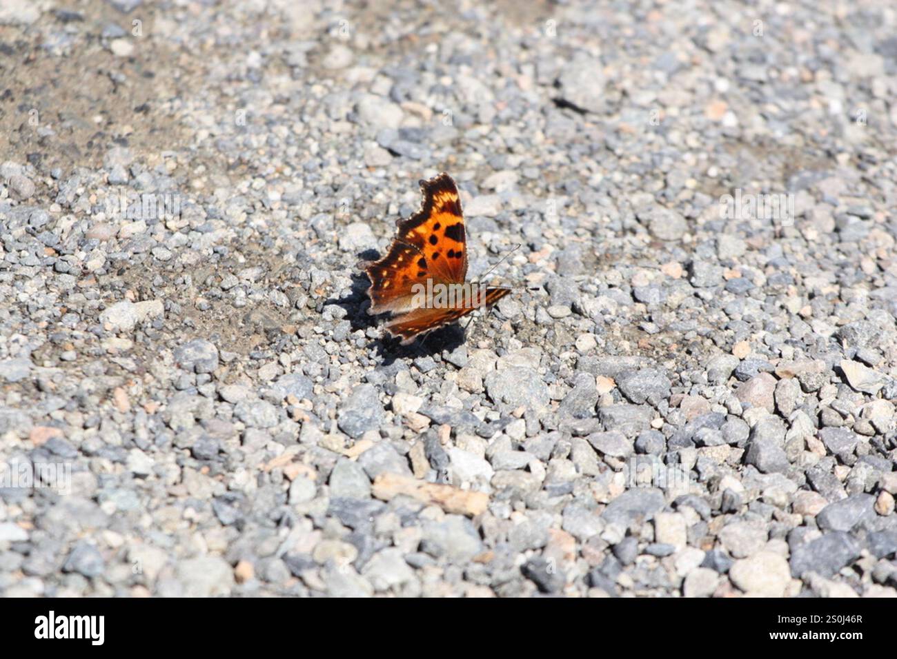 Green Comma (Polygonia faunus Stock Photo - Alamy