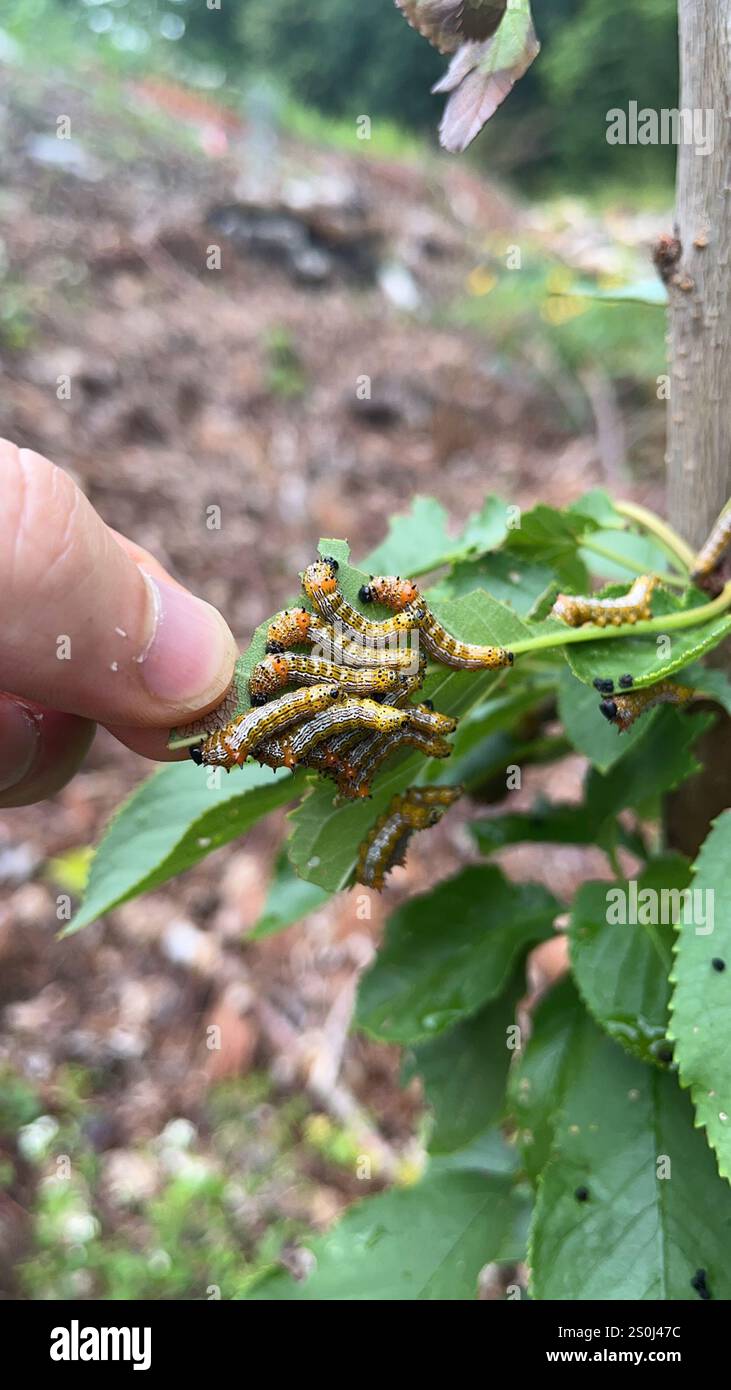 Red-humped Caterpillar Moth (Oedemasia concinna Stock Photo - Alamy