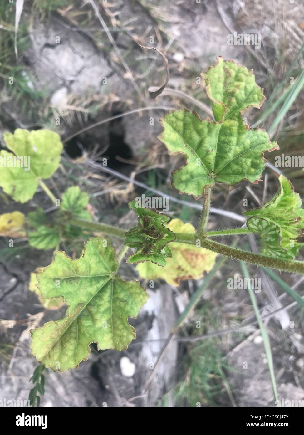 Malachra capitata hi-res stock photography and images - Alamy