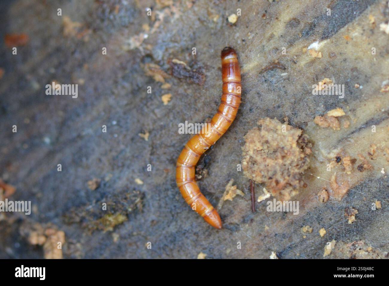 Click Beetles (Elateridae Stock Photo - Alamy