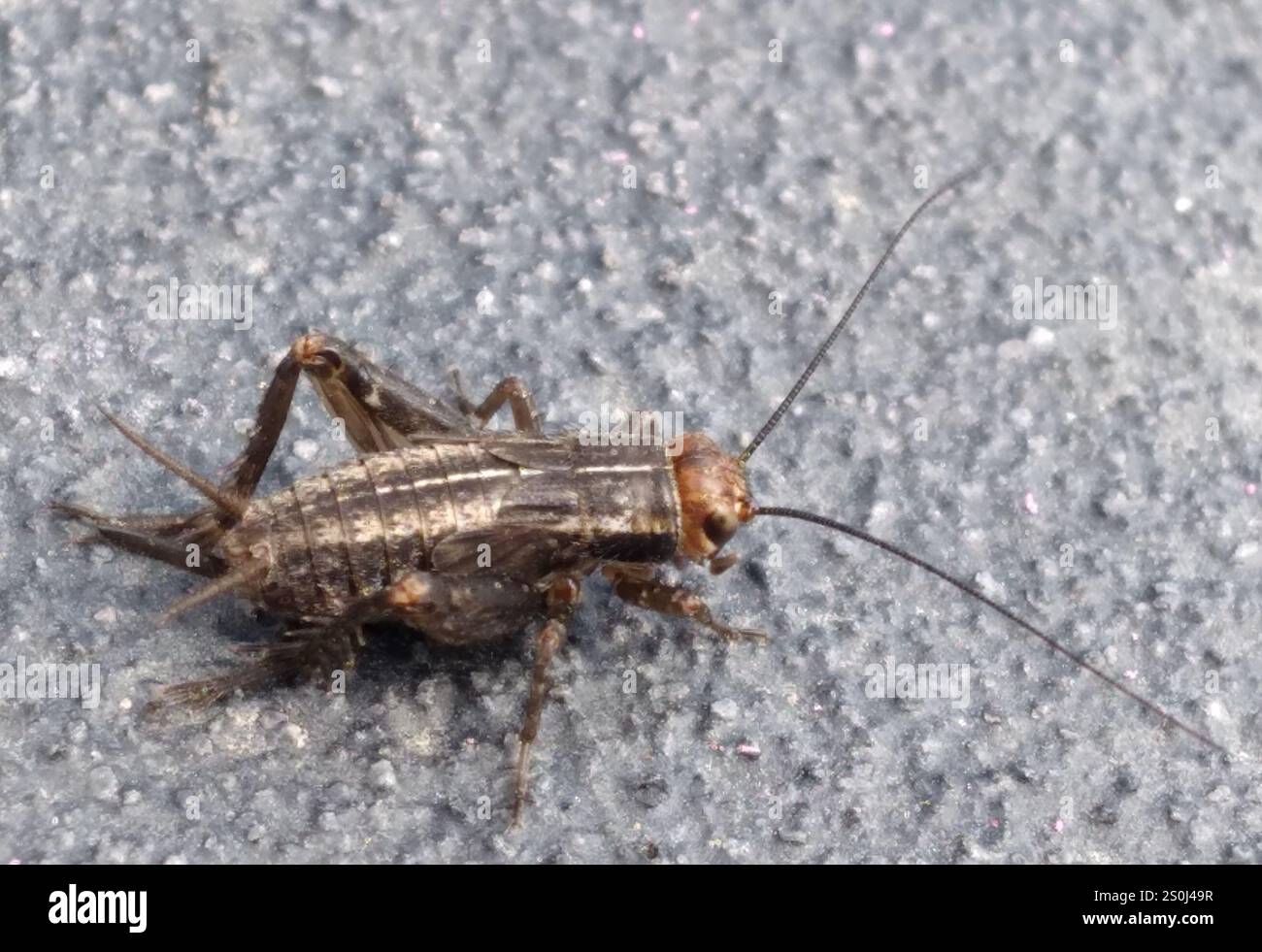 Striped Ground Cricket (Allonemobius fasciatus Stock Photo - Alamy