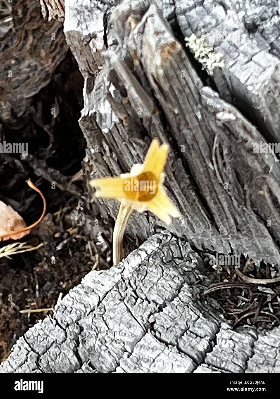green-band mariposa lily (Calochortus macrocarpus macrocarpus Stock ...