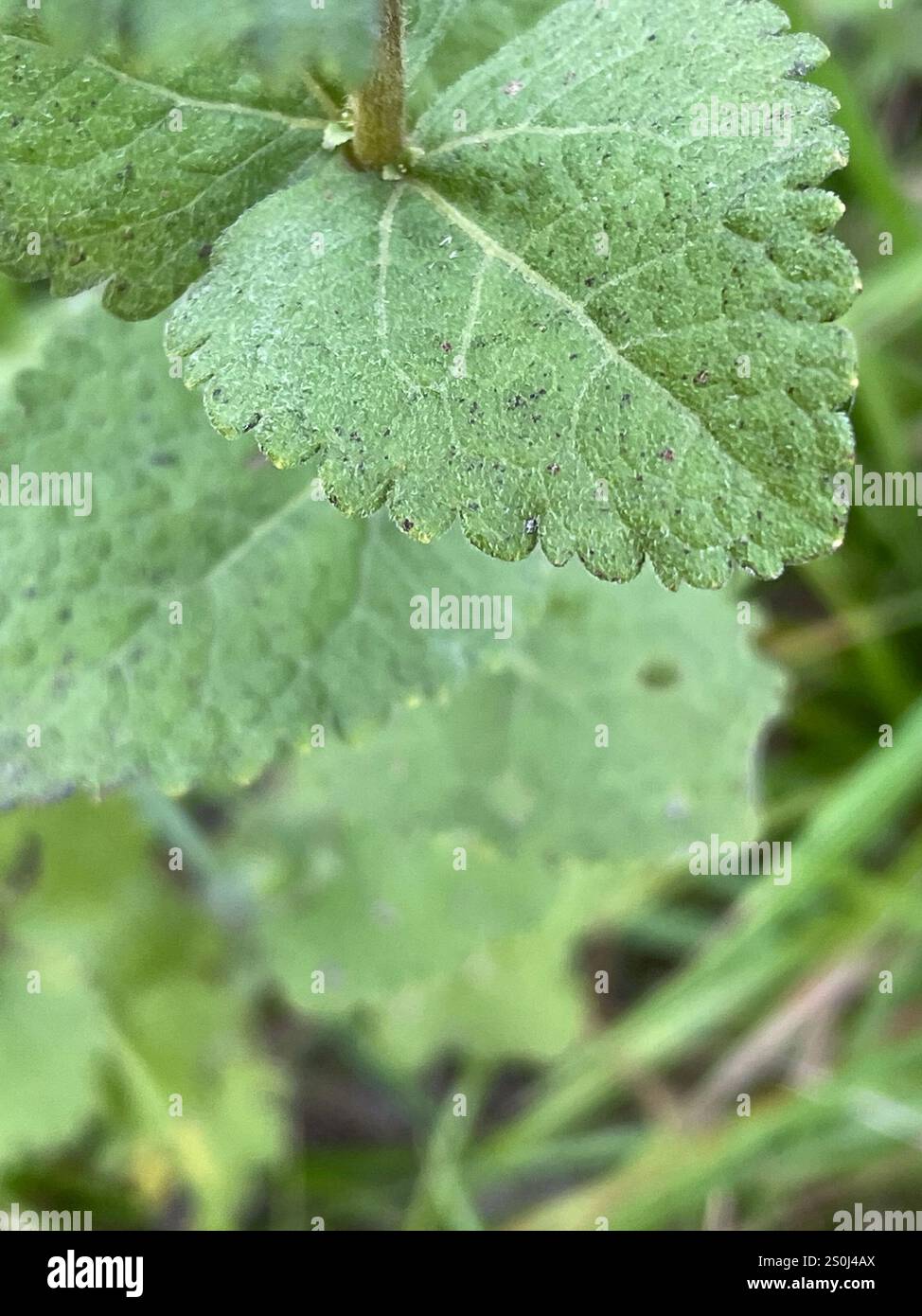 round-leaved boneset (Eupatorium rotundifolium Stock Photo - Alamy