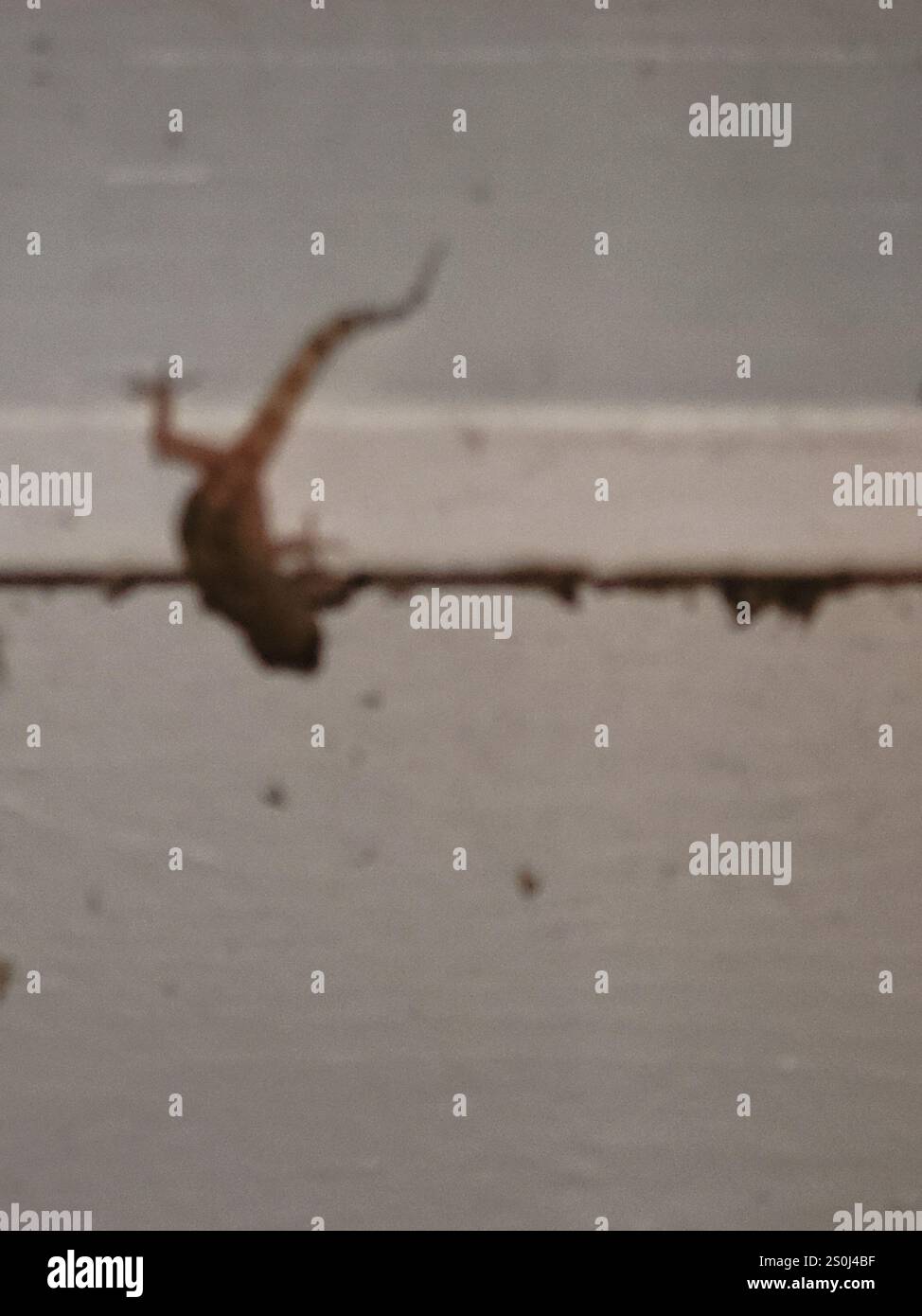 Mediterranean House Gecko (Hemidactylus turcicus Stock Photo - Alamy