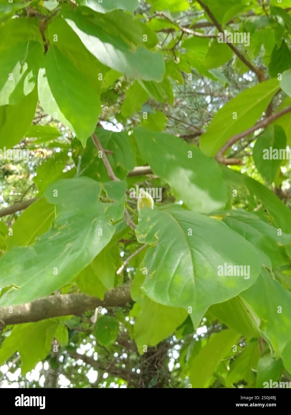 Cucumber-tree (Magnolia acuminata Stock Photo - Alamy