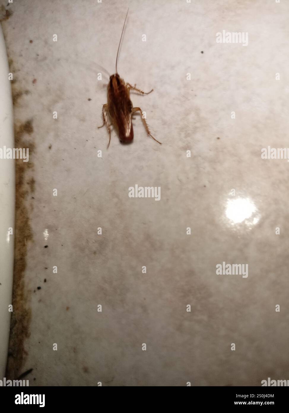 German Cockroach (Blattella germanica Stock Photo - Alamy