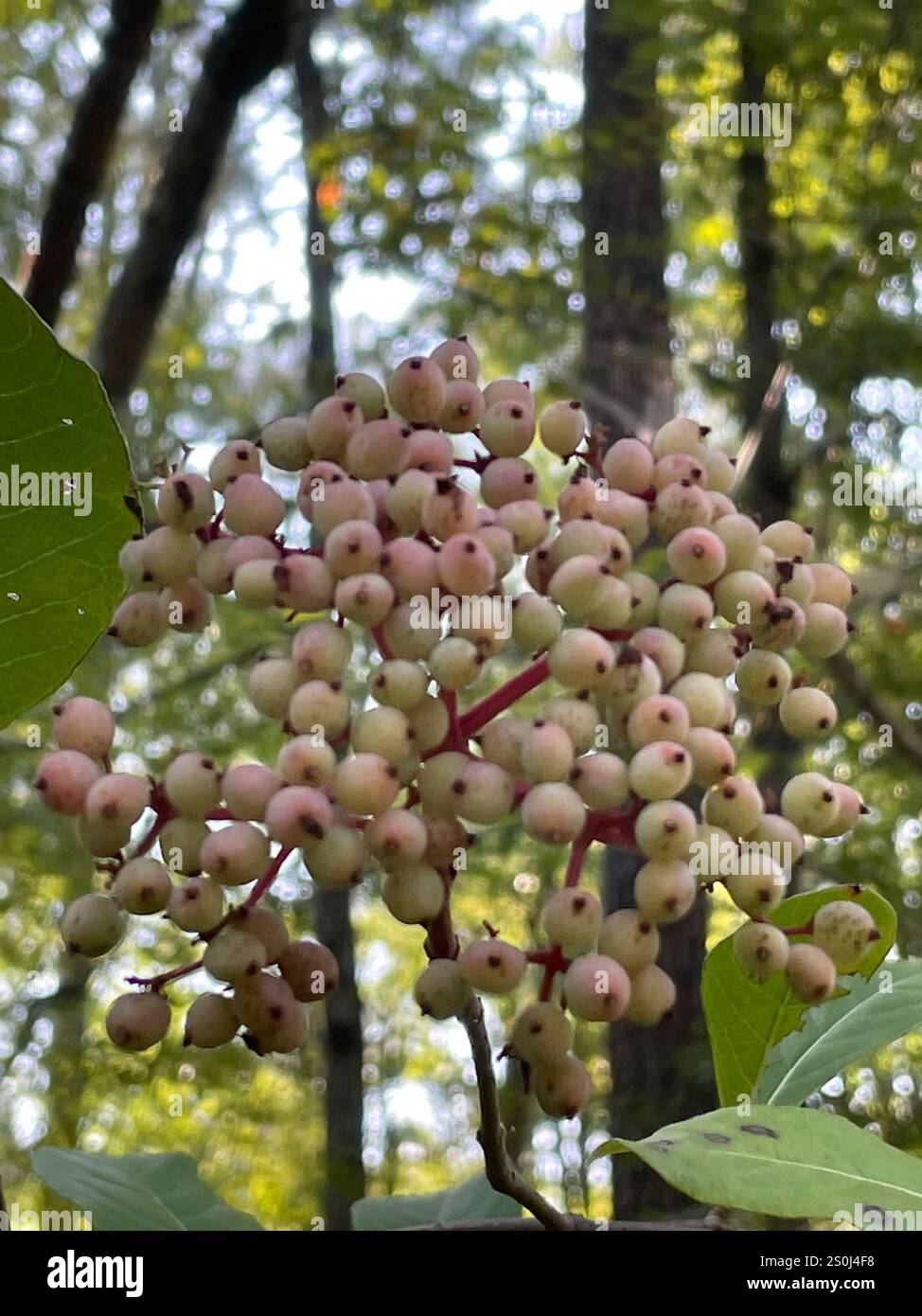 southern wild raisin (Viburnum nudum Stock Photo - Alamy