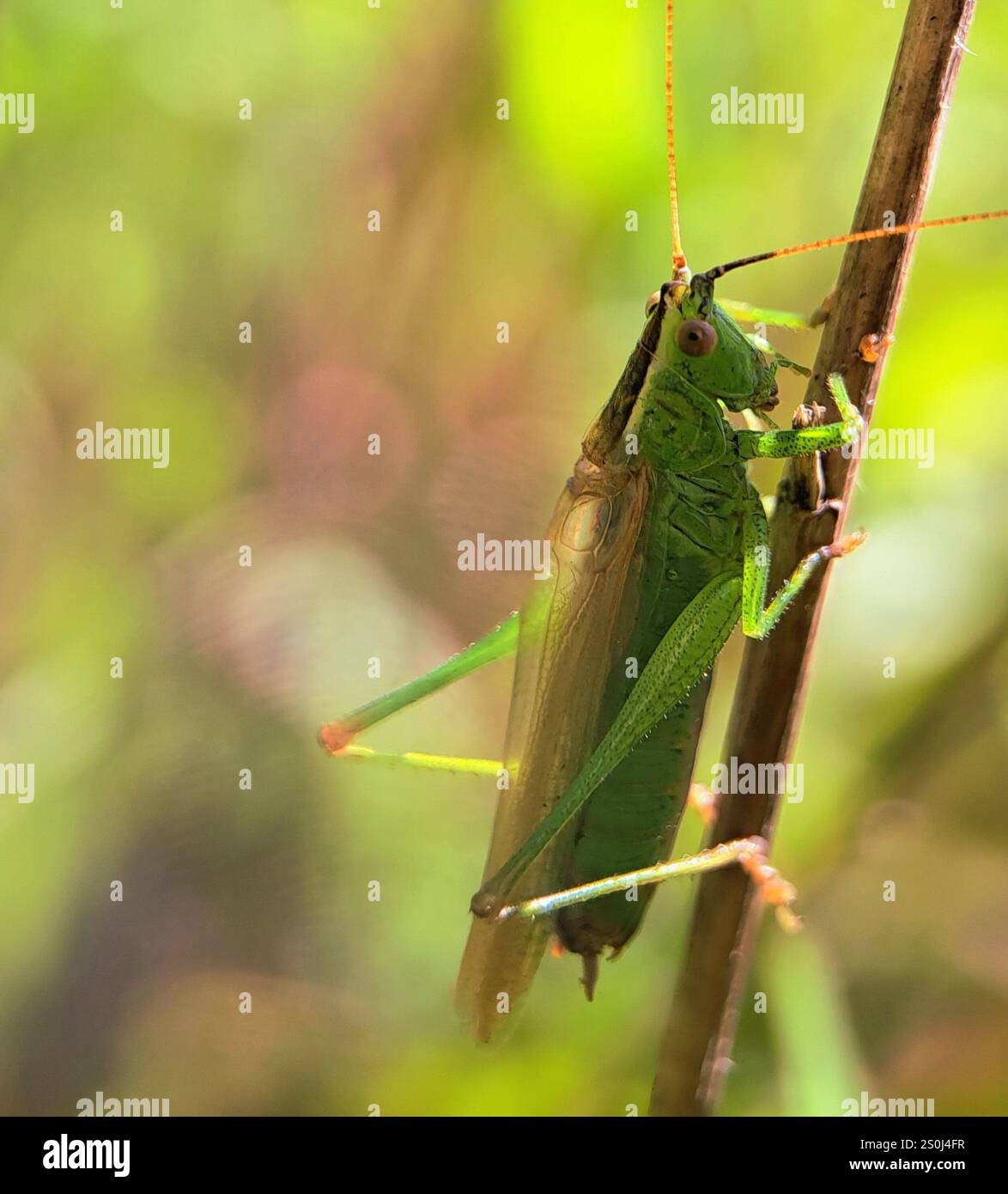 Long-winged Conehead (Conocephalus fuscus Stock Photo - Alamy