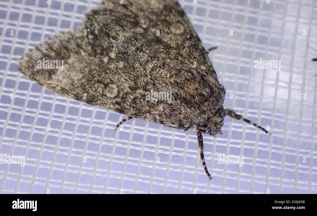 Poplar Grey (Acronicta megacephala Stock Photo - Alamy