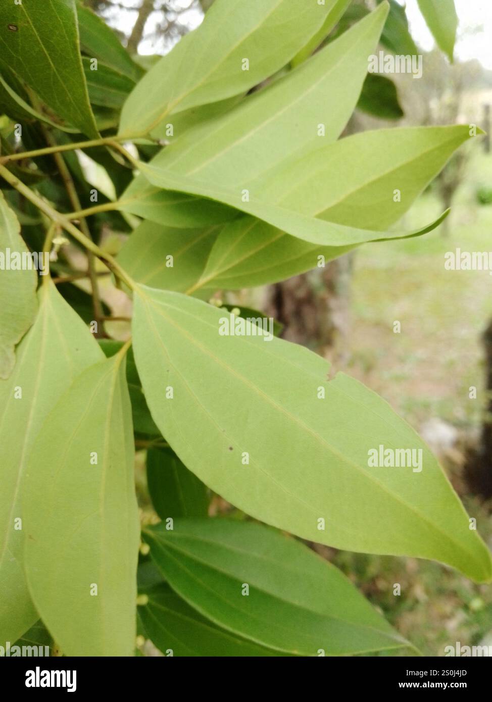 Cinnamon tree (Cinnamomum burmanni Stock Photo - Alamy