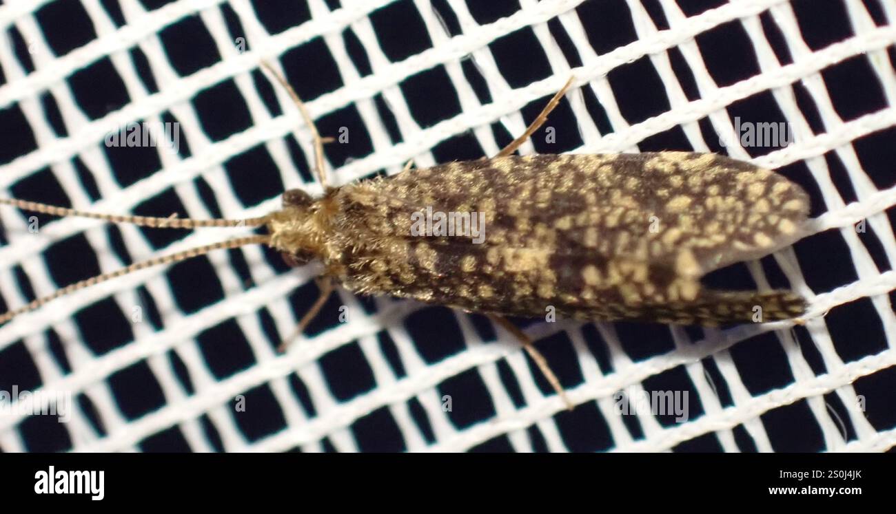 Tube Maker Caddisflies (Polycentropodidae Stock Photo - Alamy