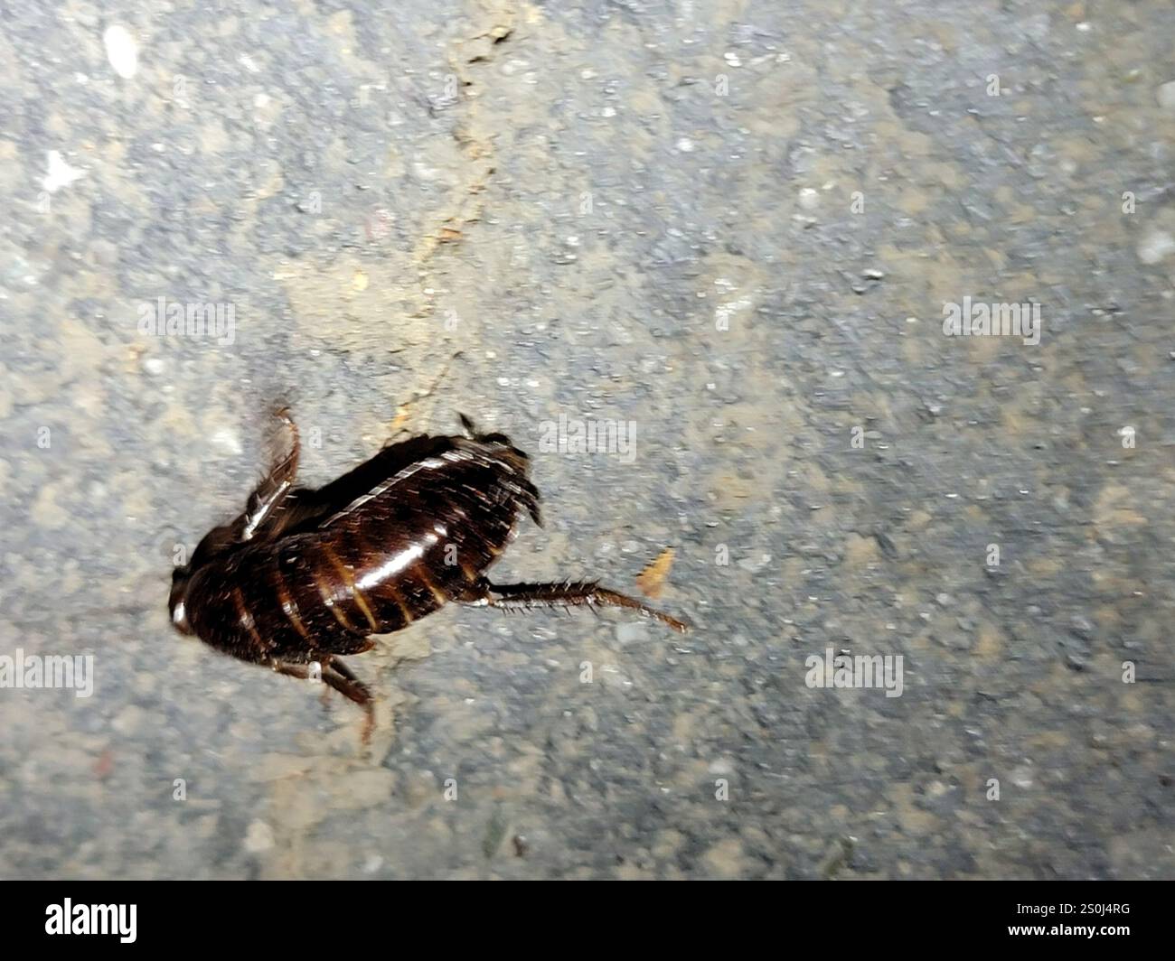 Oriental Cockroach (Blatta orientalis Stock Photo - Alamy