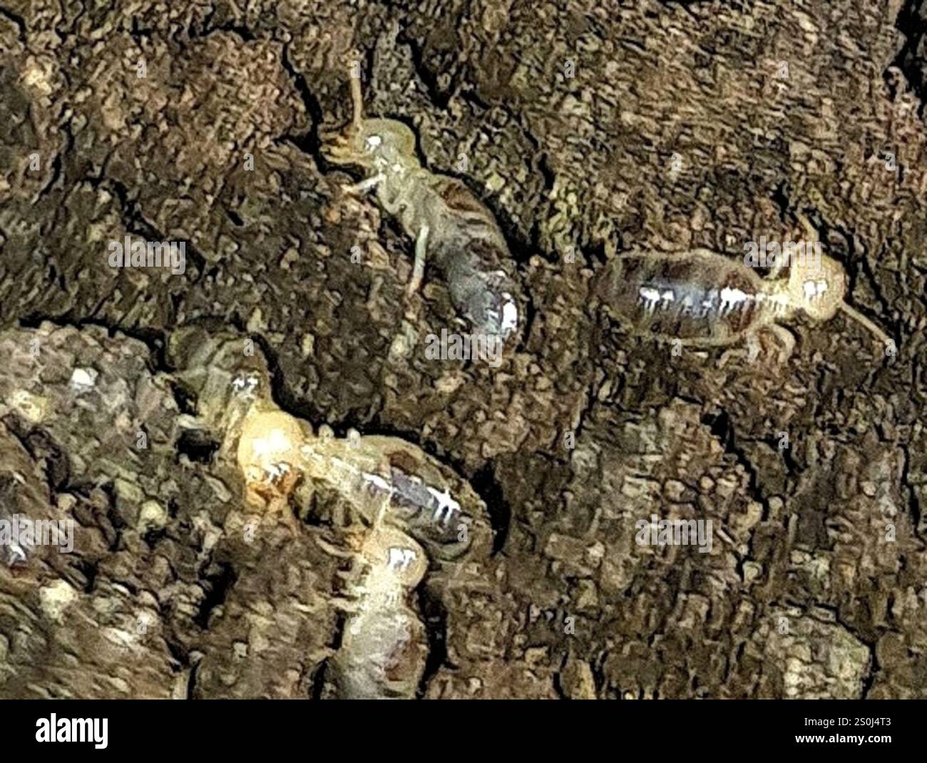 Blackmound Termite (Amitermes hastatus Stock Photo - Alamy