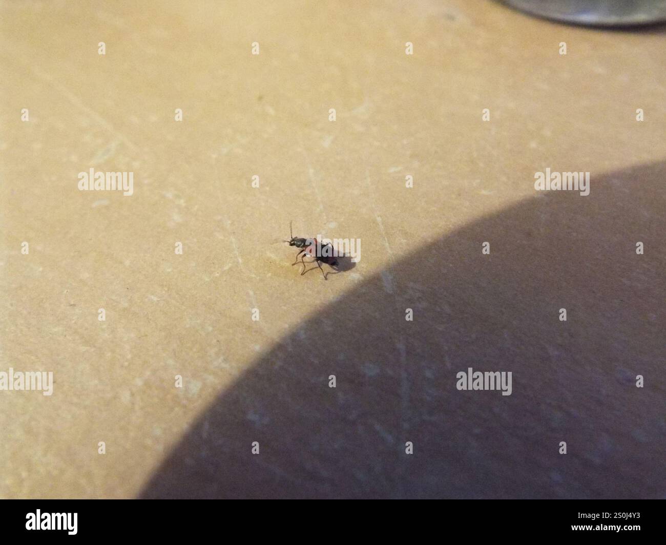 Water, Rove, Scarab, Long-horned, Leaf, and Snout Beetles (Polyphaga ...