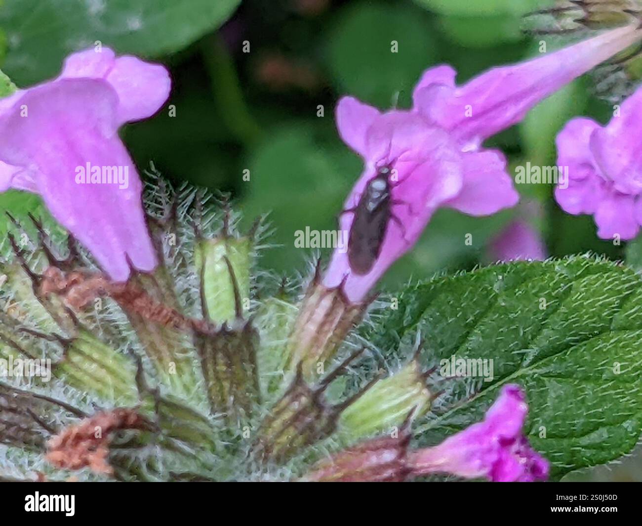 Common Nettle Flower Bug (Plagiognathus arbustorum Stock Photo - Alamy