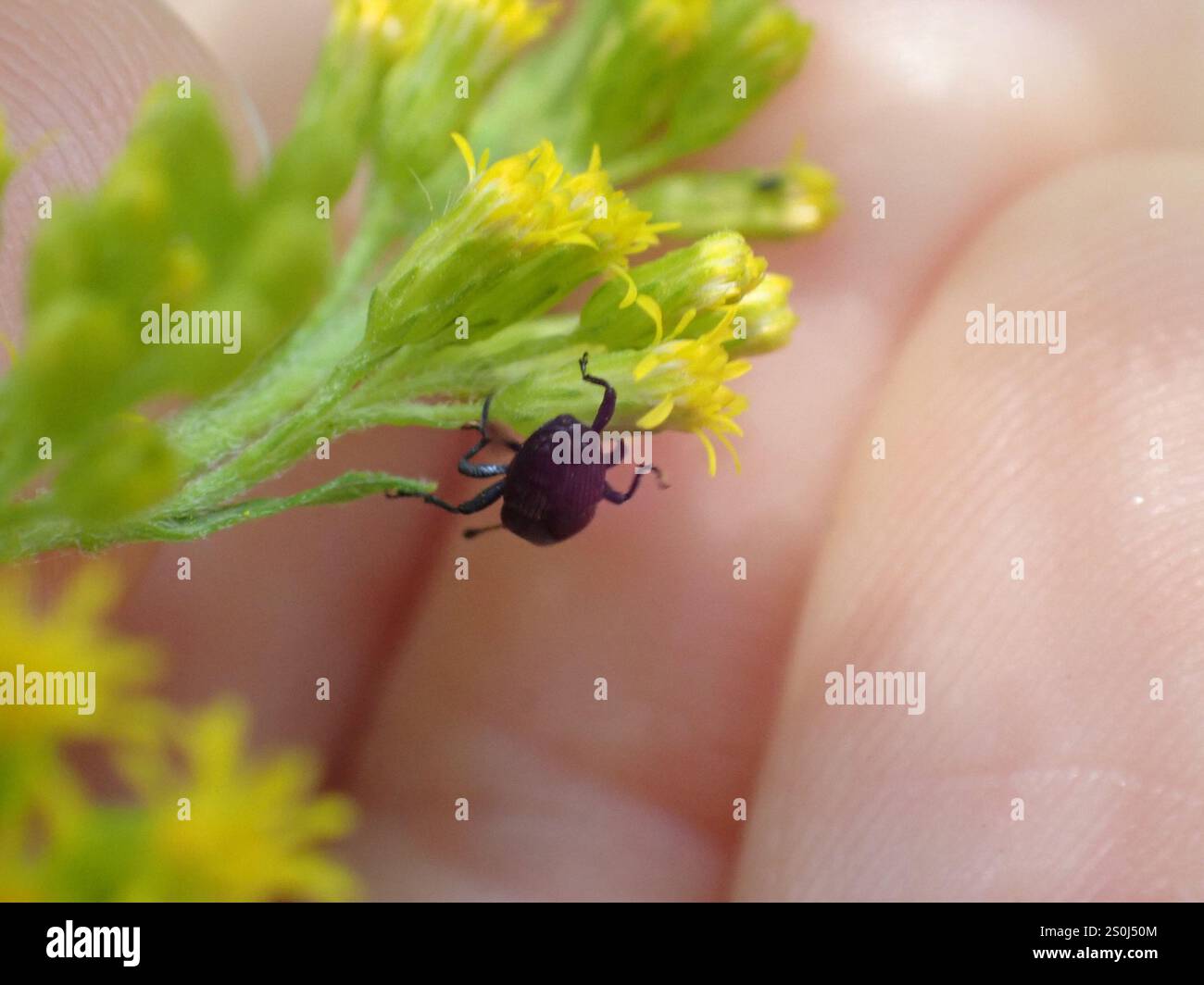 Wavy Flower Weevil (Madarellus undulatus Stock Photo - Alamy