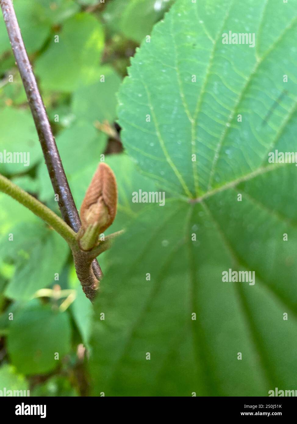 hobblebush (Viburnum lantanoides Stock Photo - Alamy