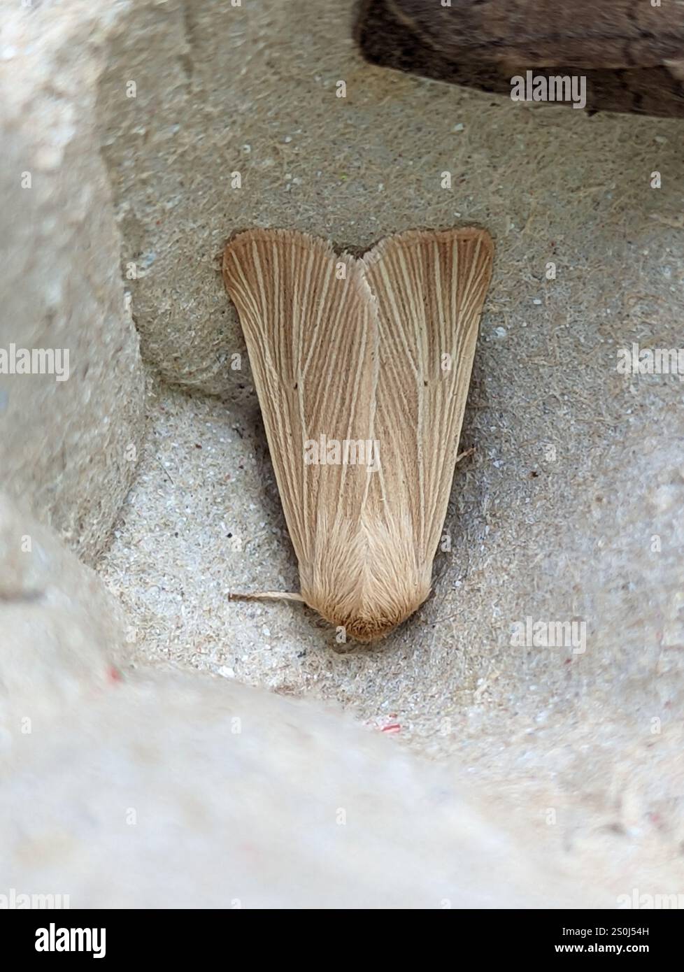 Common Wainscot (Mythimna pallens Stock Photo - Alamy