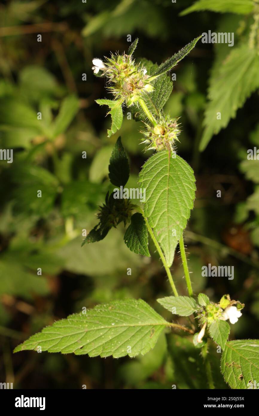 Common hemp-nettle (Galeopsis tetrahit Stock Photo - Alamy