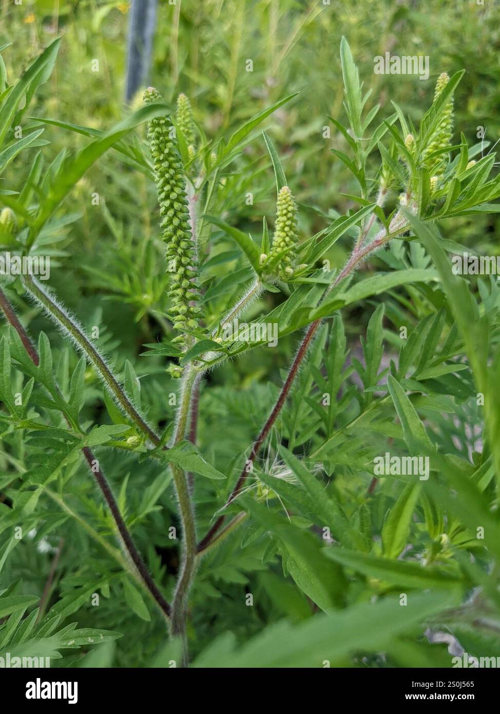 common ragweed (Ambrosia artemisiifolia Stock Photo - Alamy
