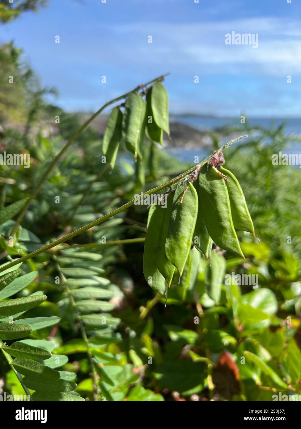 giant vetch (Vicia gigantea Stock Photo - Alamy