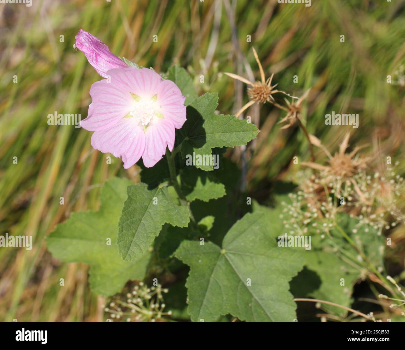 Eastern Tree-mallow (Malva thuringiaca Stock Photo - Alamy