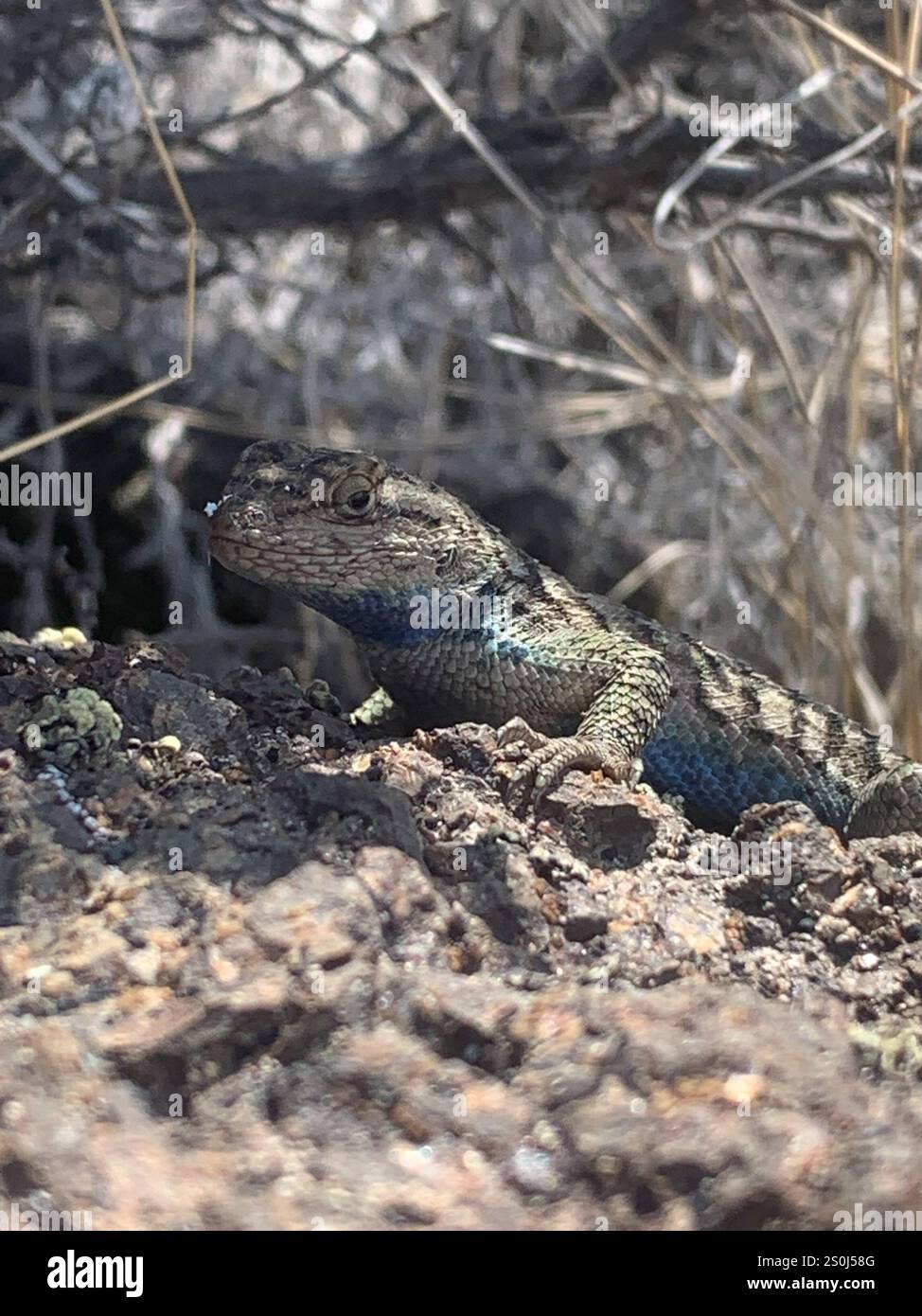 Great Basin Fence Lizard (Sceloporus occidentalis longipes Stock Photo ...