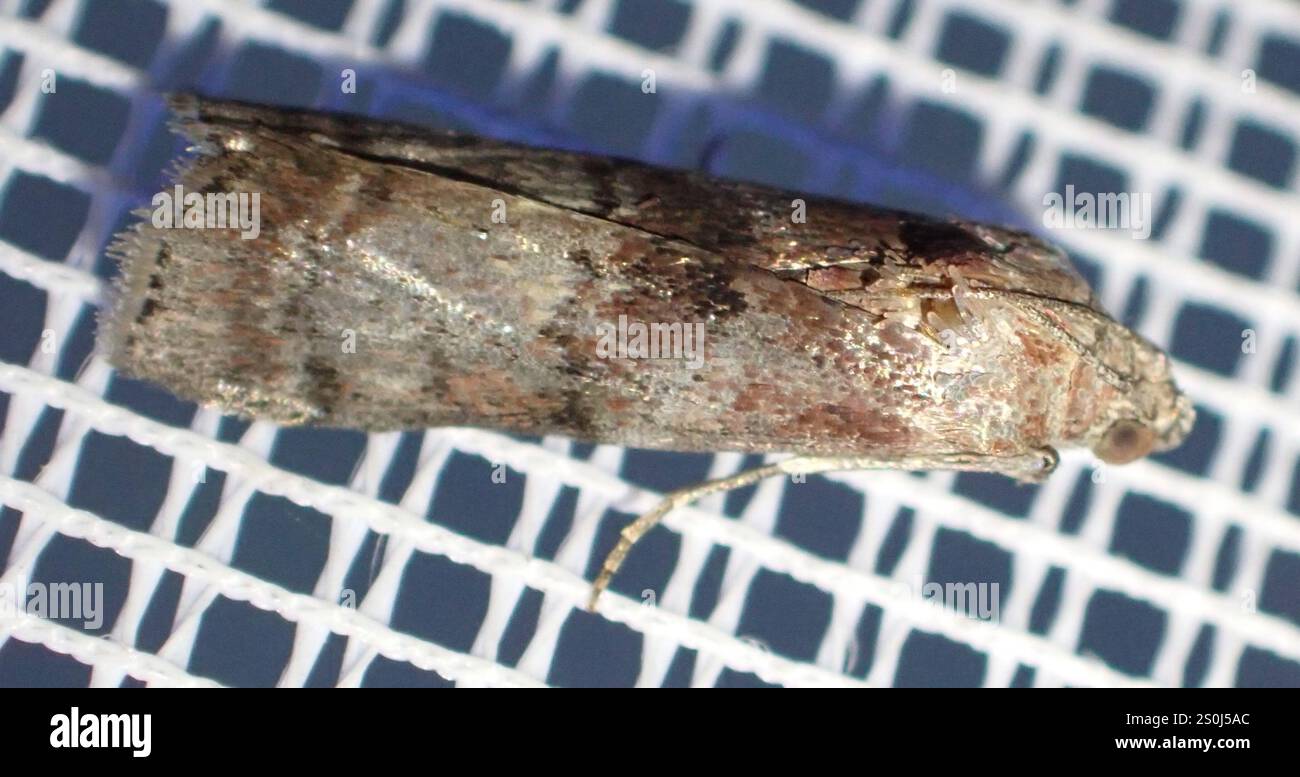 Dotted Oak Knot-horn (Phycita roborella Stock Photo - Alamy