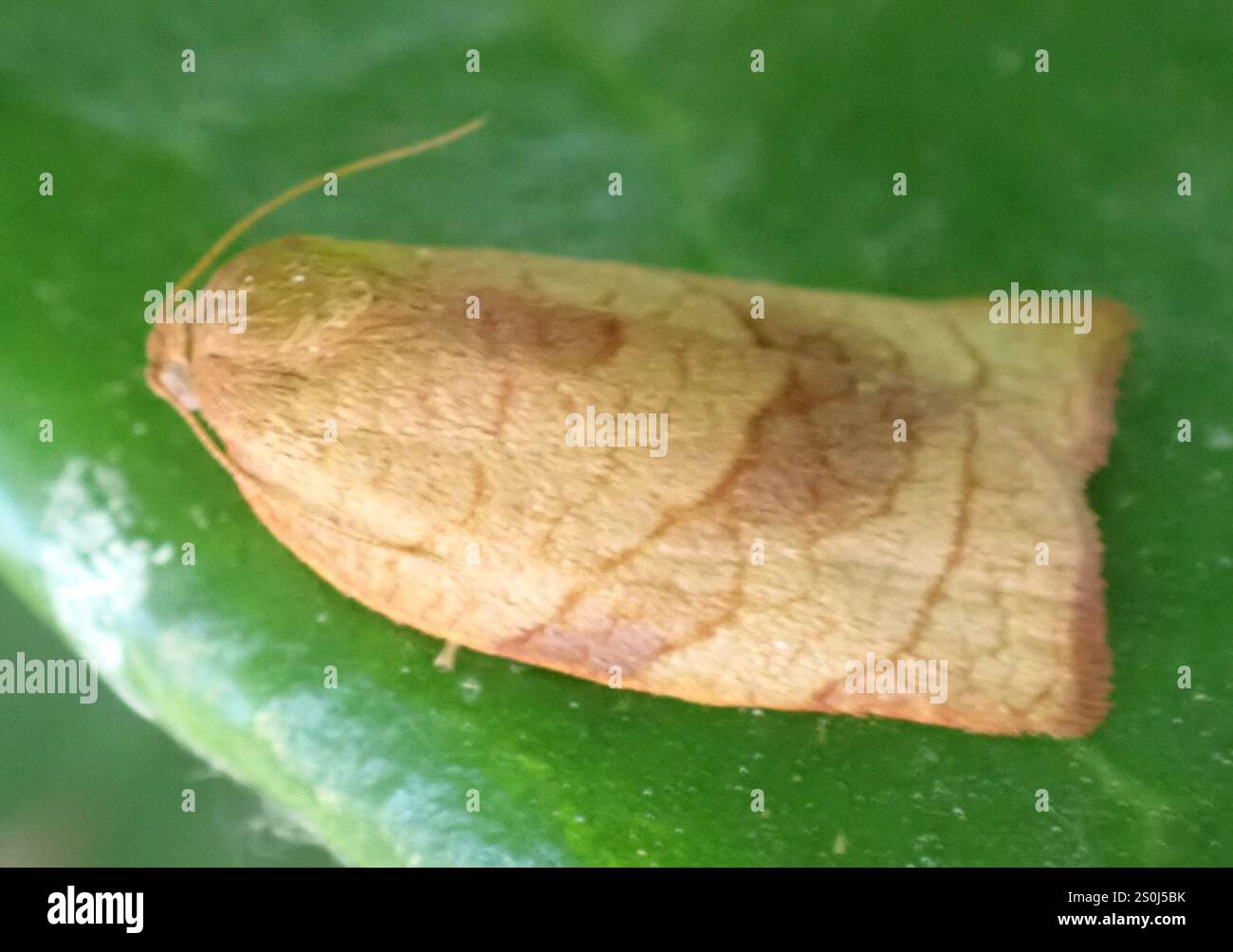 Carnation Tortrix (Cacoecimorpha pronubana Stock Photo - Alamy