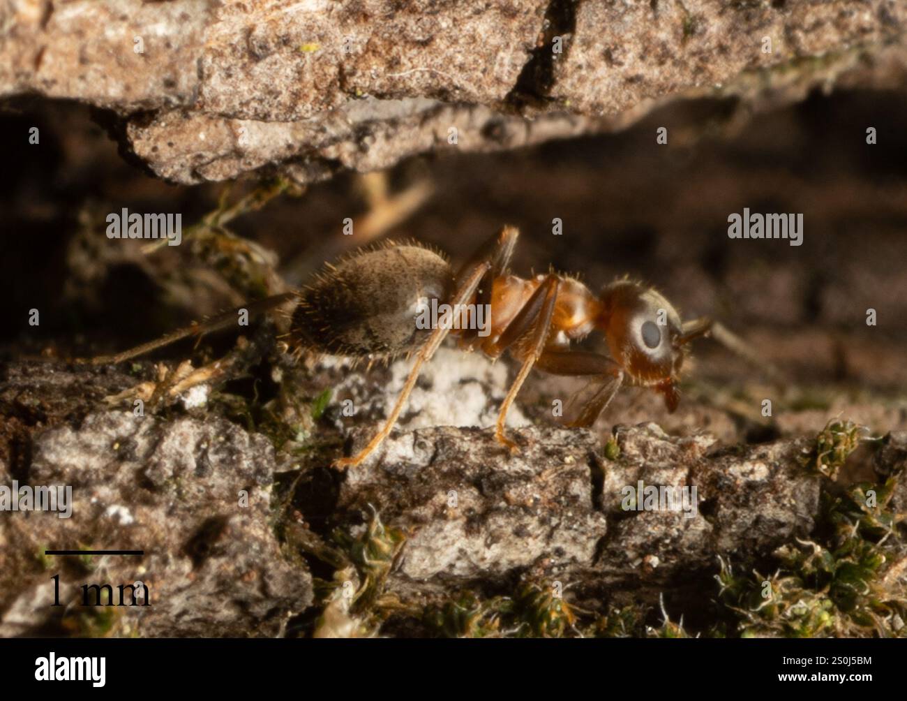 central european bicolored ant (Lasius emarginatus Stock Photo - Alamy