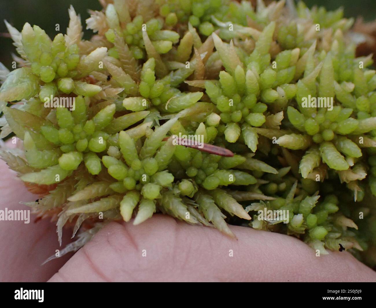 Papillose Peatmoss (Sphagnum papillosum Stock Photo - Alamy