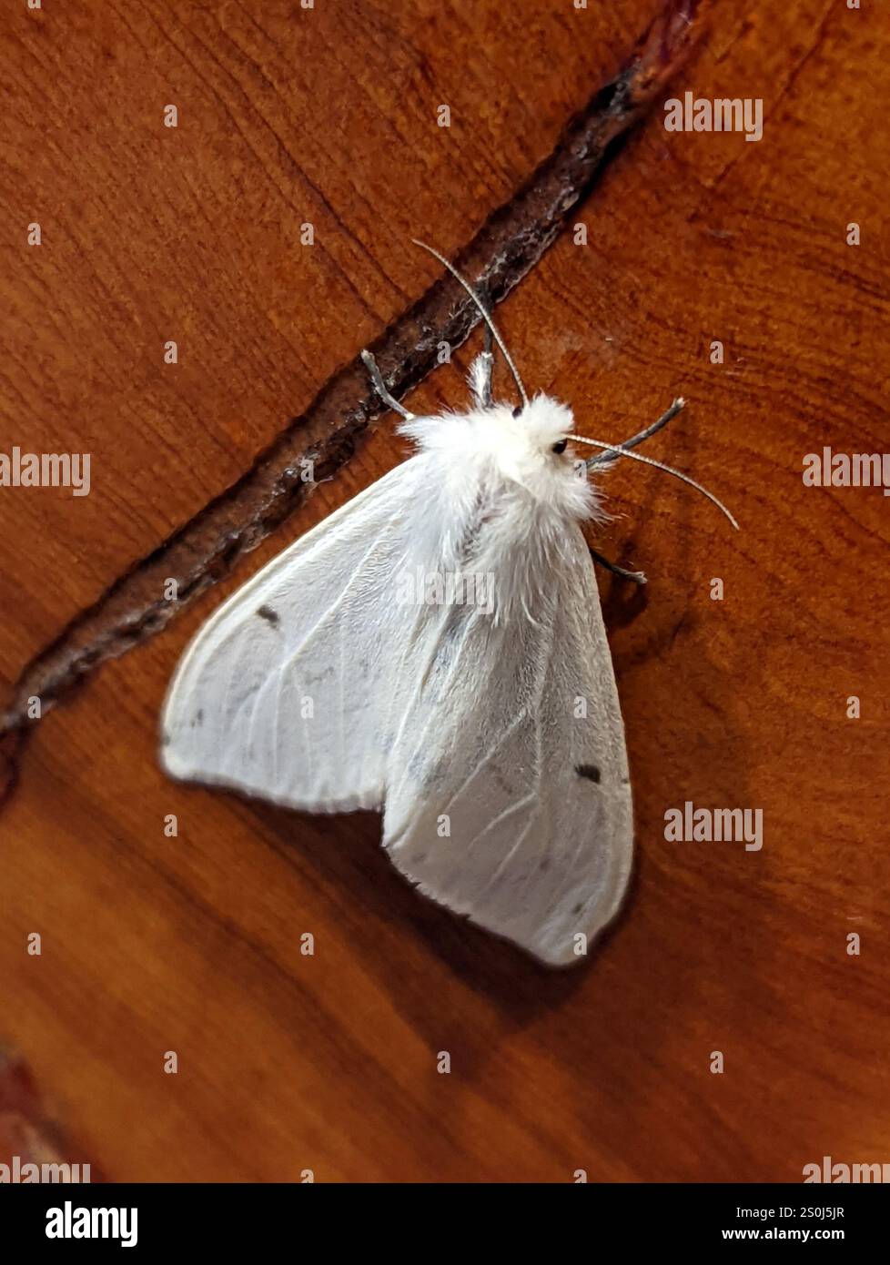 Water Ermine (Spilosoma urticae Stock Photo - Alamy