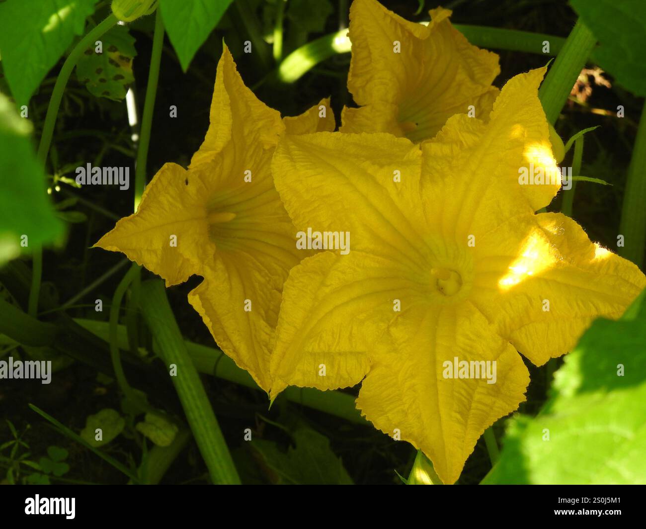 winter squash (Cucurbita maxima Stock Photo - Alamy