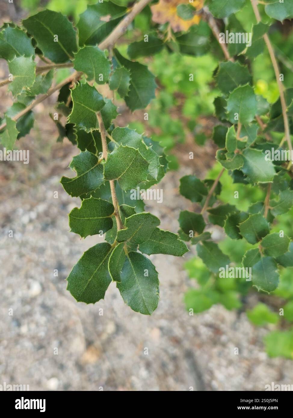 canyon live oak (Quercus chrysolepis Stock Photo - Alamy
