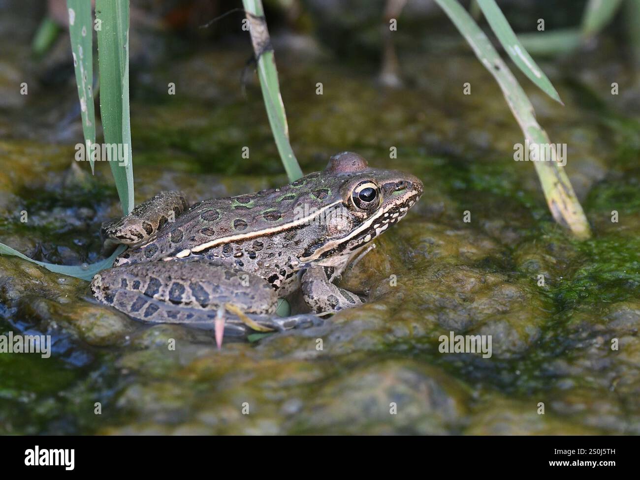 Southern Leopard Frog (Lithobates sphenocephalus Stock Photo - Alamy
