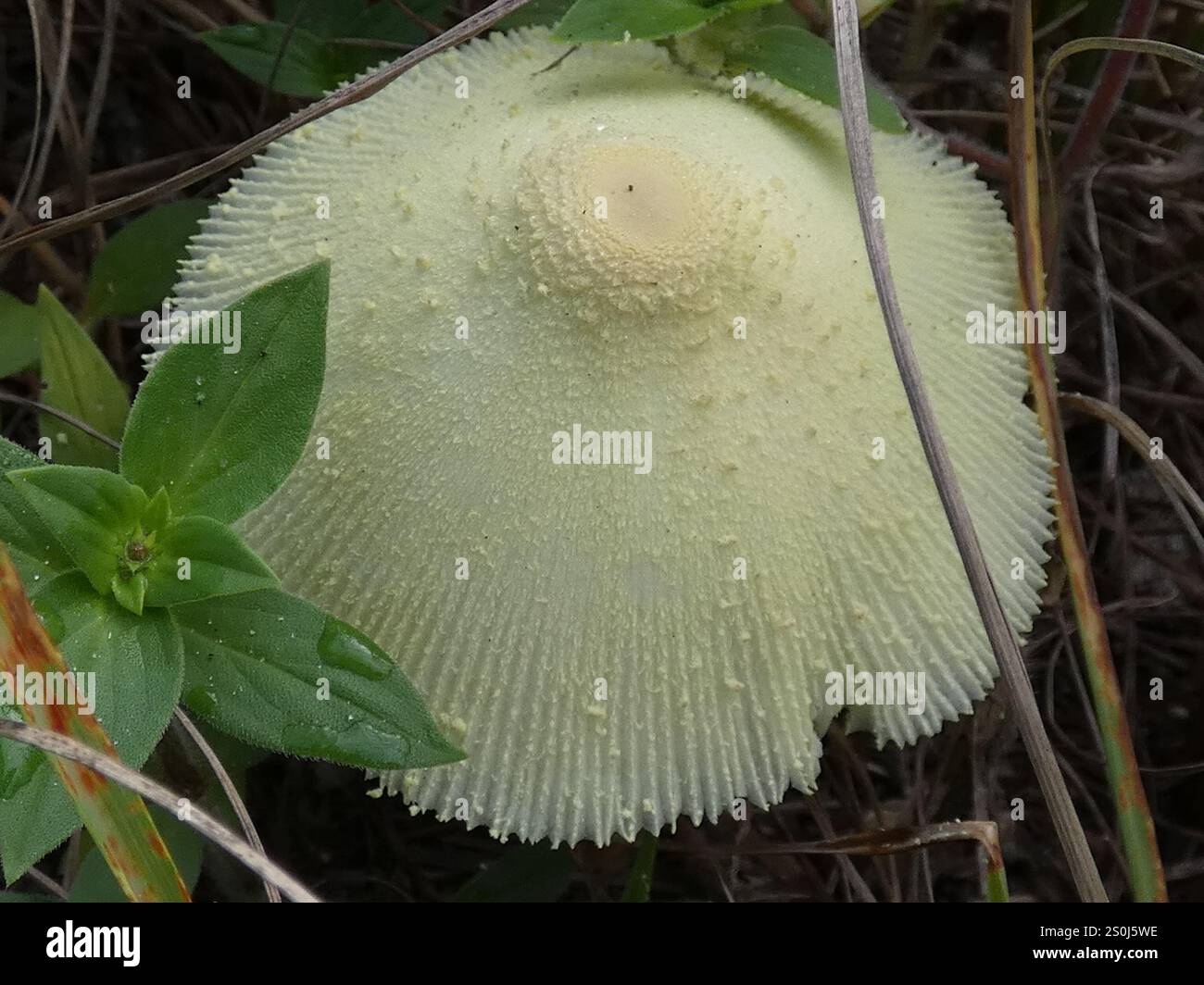 flowerpot parasol (Leucocoprinus birnbaumii Stock Photo - Alamy