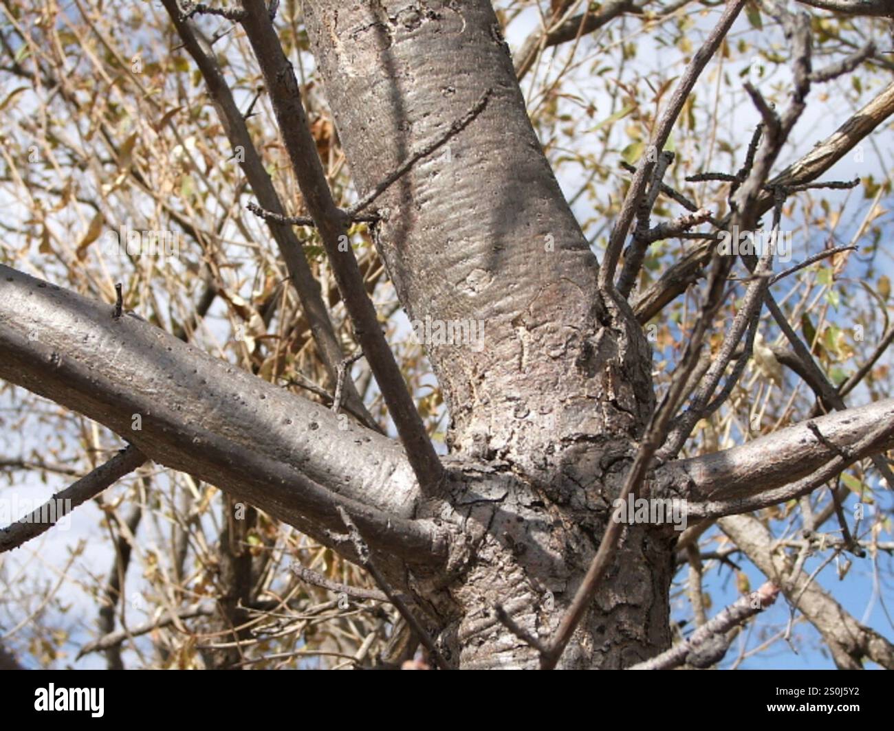 Live Long (Lannea discolor Stock Photo - Alamy