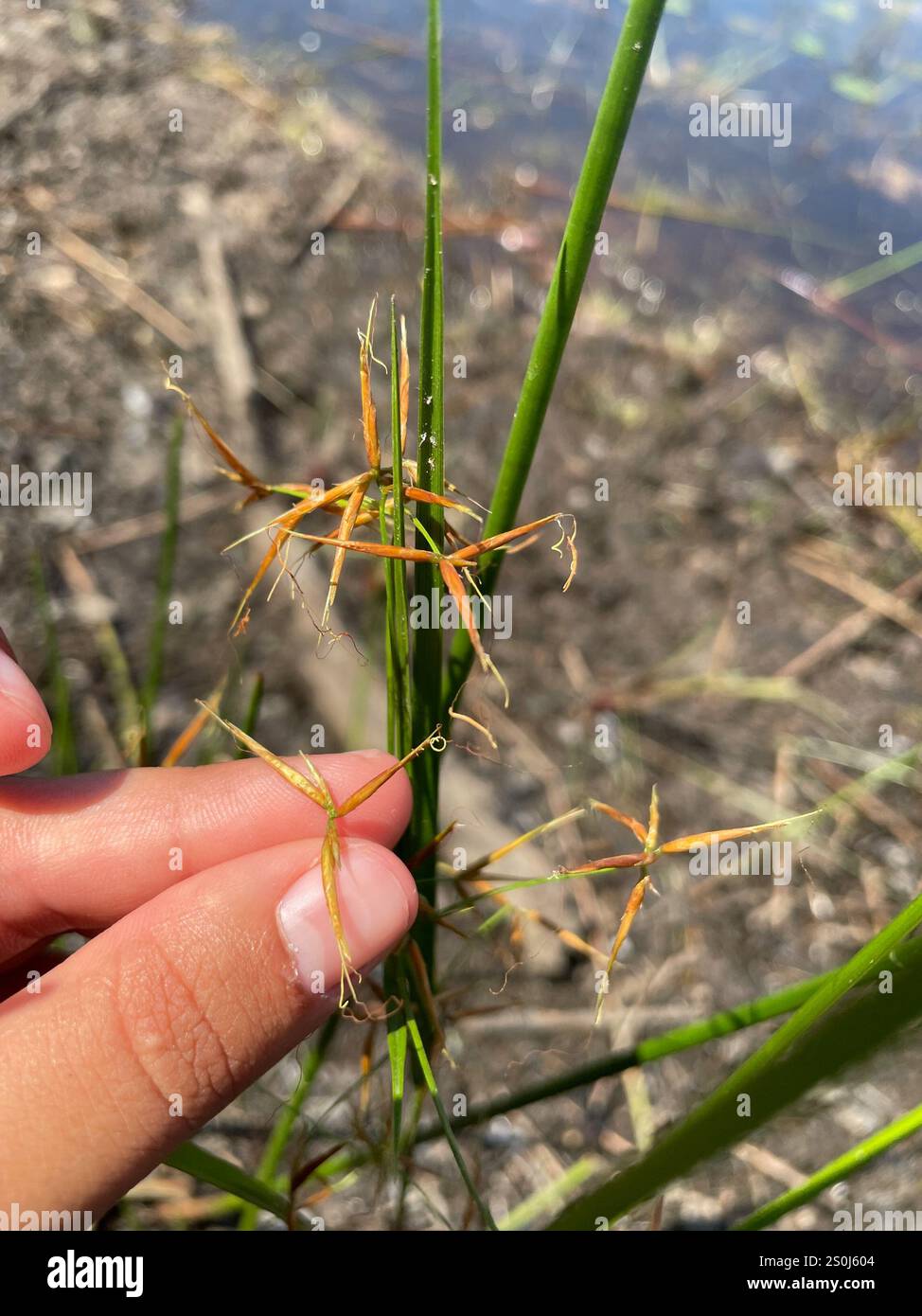 narrowfruit horned beaksedge (Rhynchospora inundata Stock Photo - Alamy