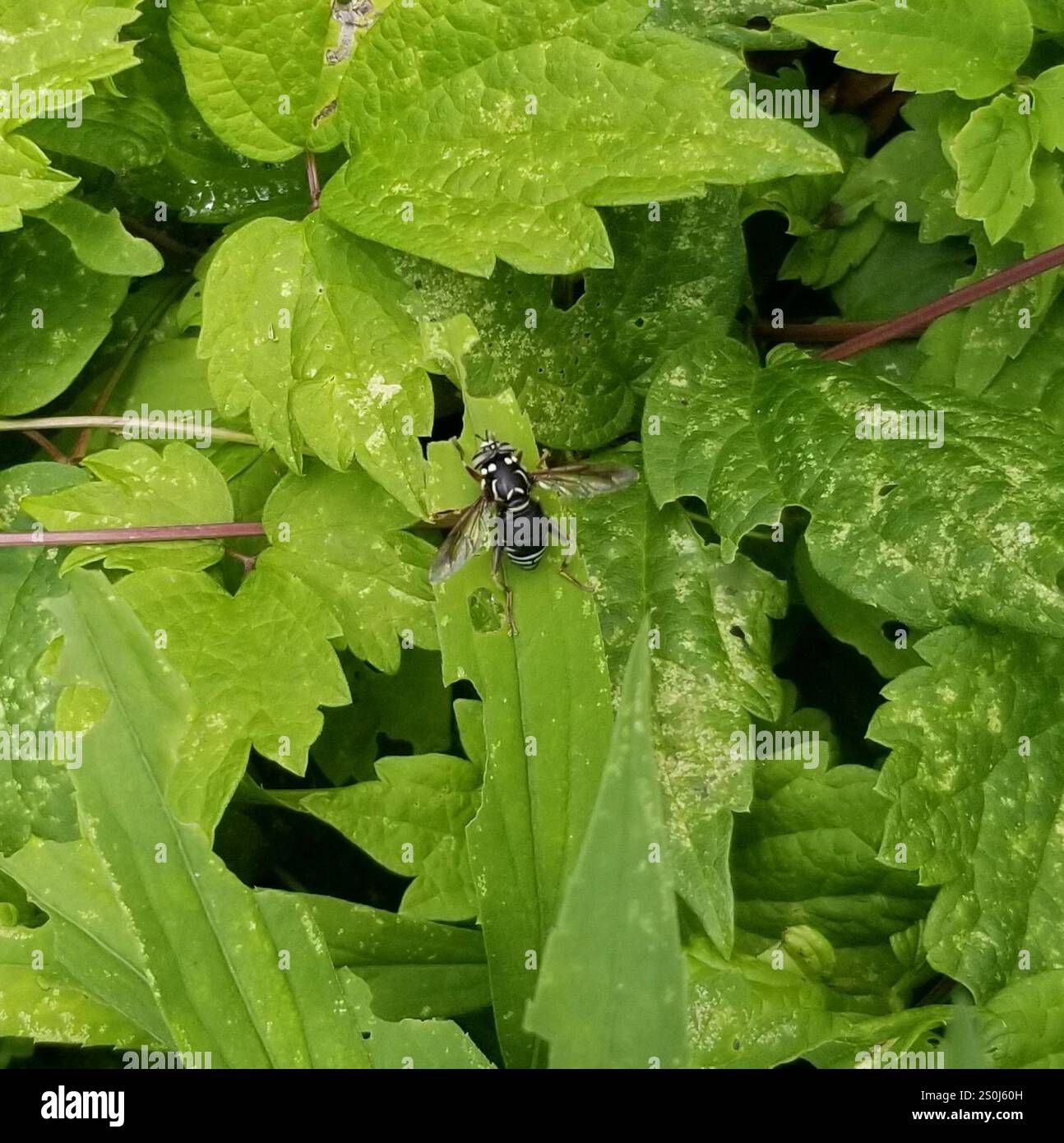 Bald-faced Hornet Fly (Spilomyia fusca Stock Photo - Alamy