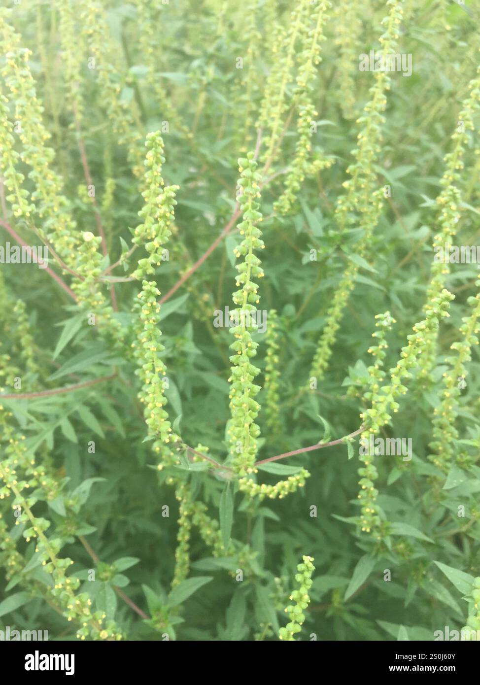 common ragweed (Ambrosia artemisiifolia Stock Photo - Alamy