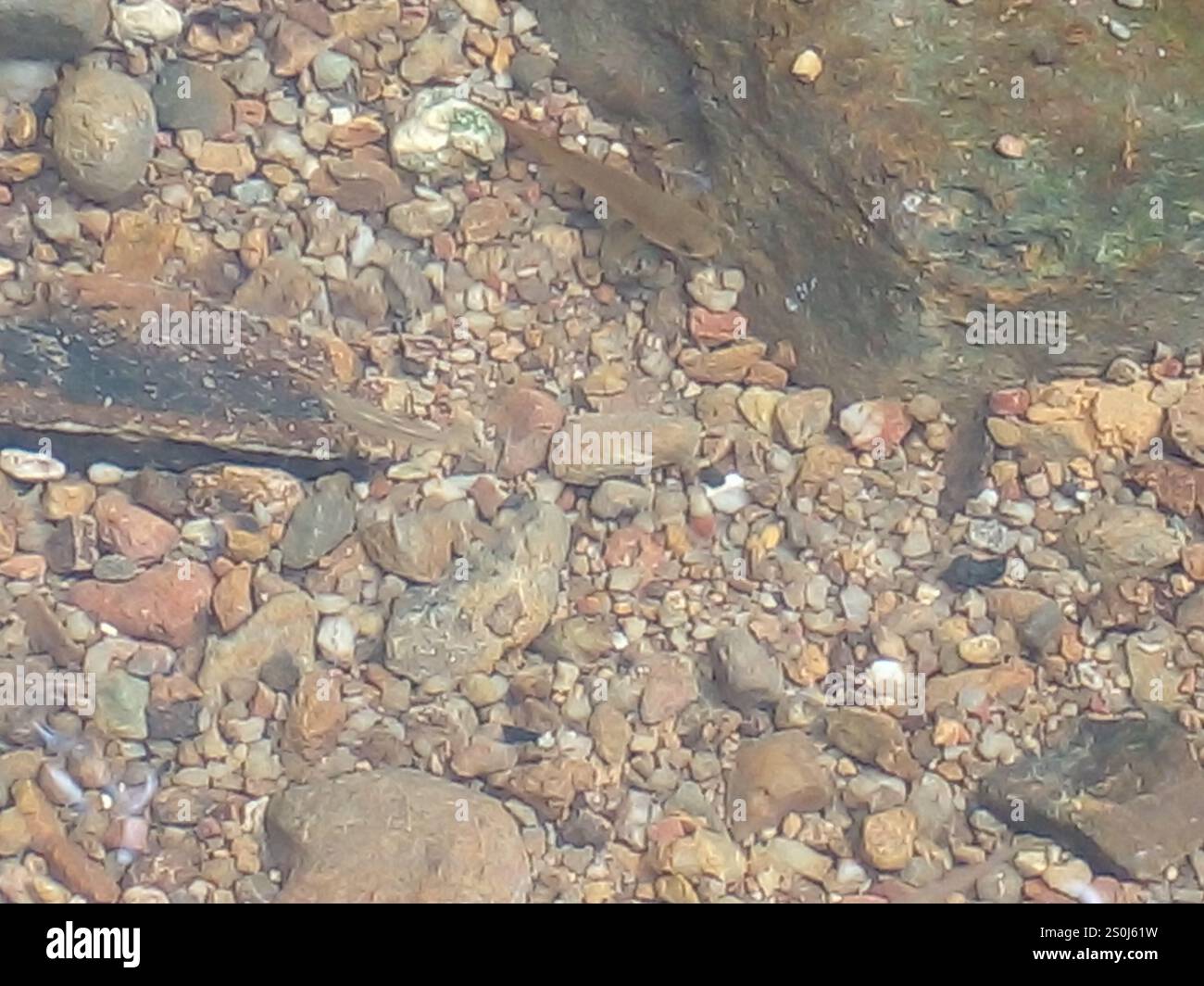 Striped Snakehead (Channa striata Stock Photo - Alamy