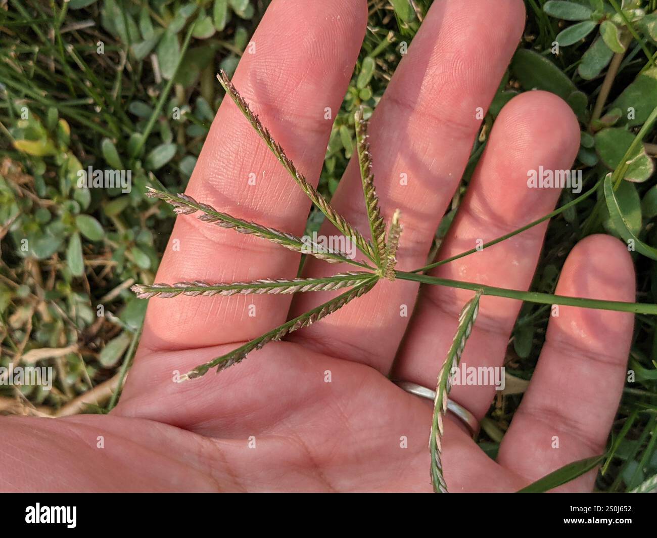 Goose Grass (Eleusine indica Stock Photo - Alamy