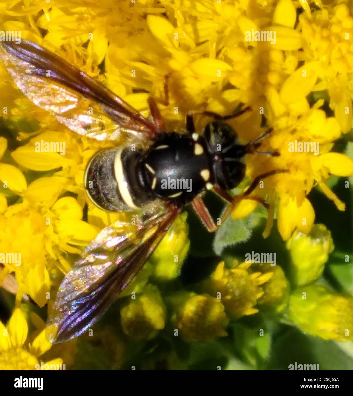 Four-lined Hornet Fly (Spilomyia sayi Stock Photo - Alamy