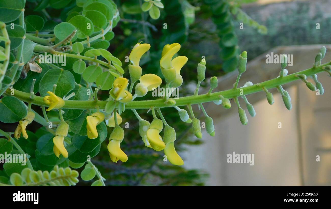Necklace pod (Sophora tomentosa Stock Photo - Alamy