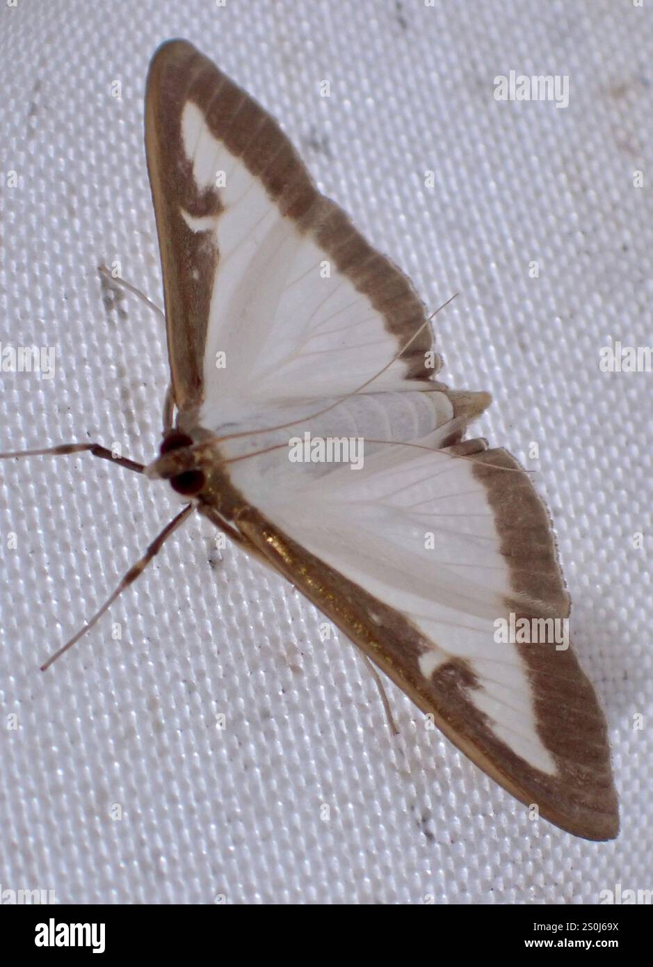 Box Tree Moth (Cydalima perspectalis Stock Photo - Alamy