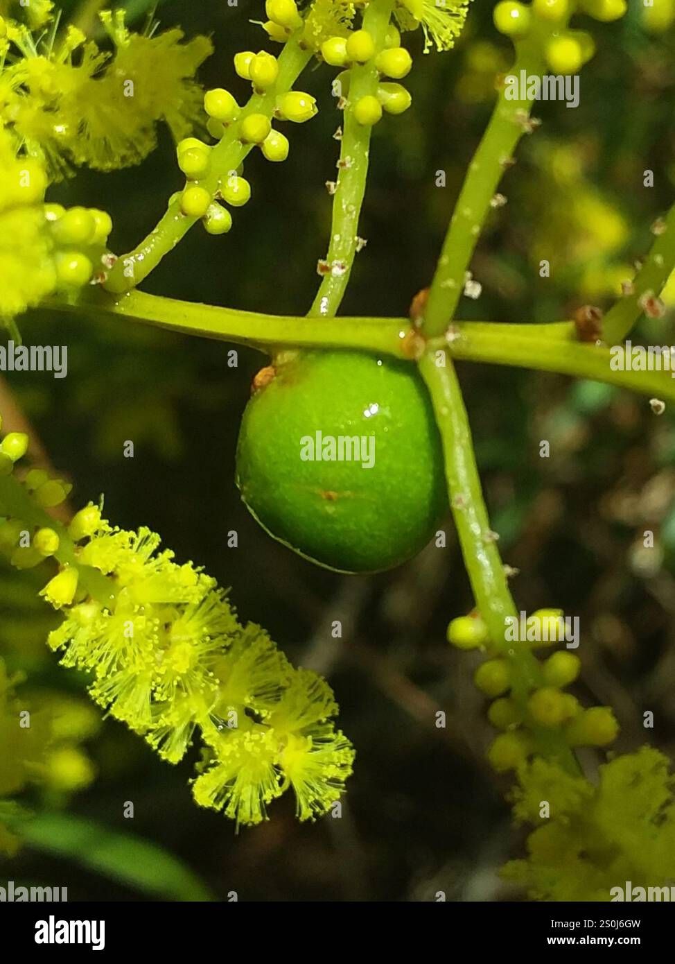Longleaf Wattle Gall Wasp (Trichilogaster acaciaelongifoliae Stock ...